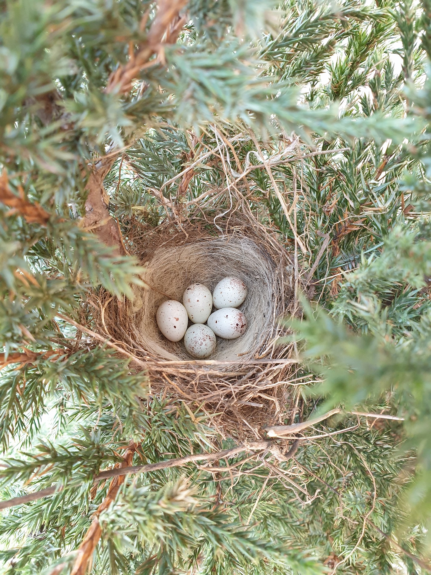 Services | Juniper Healing